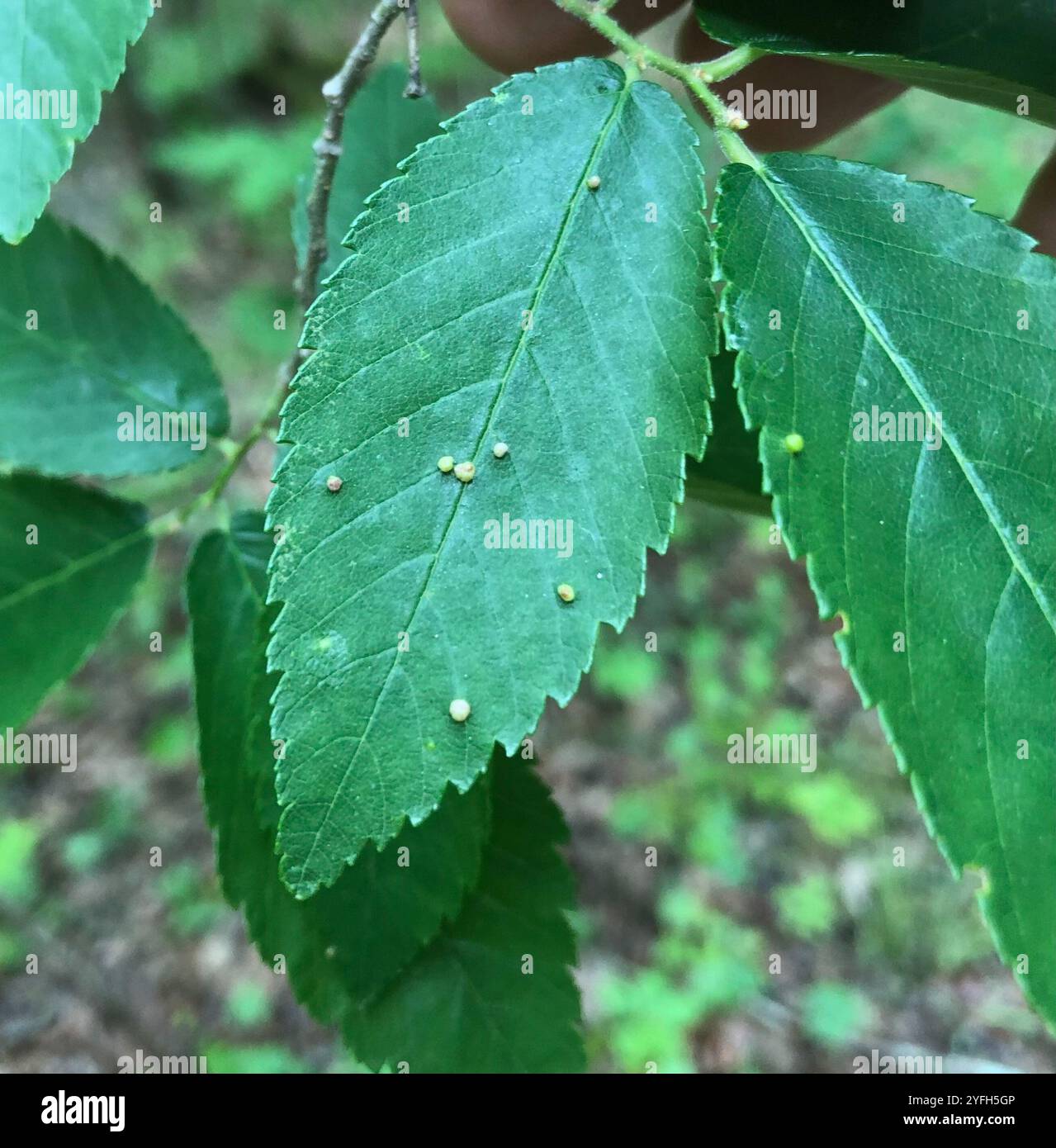 Gall and Rust Mites (Eriophyidae Stock Photo - Alamy