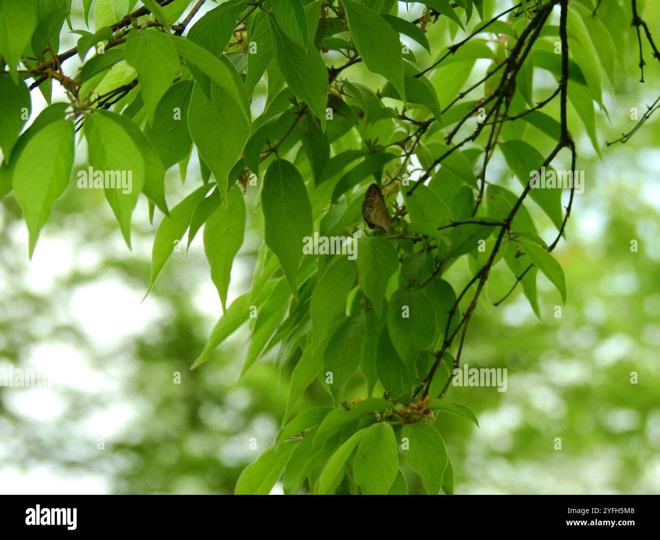 Little Wood Satyr (Megisto cymela Stock Photo - Alamy