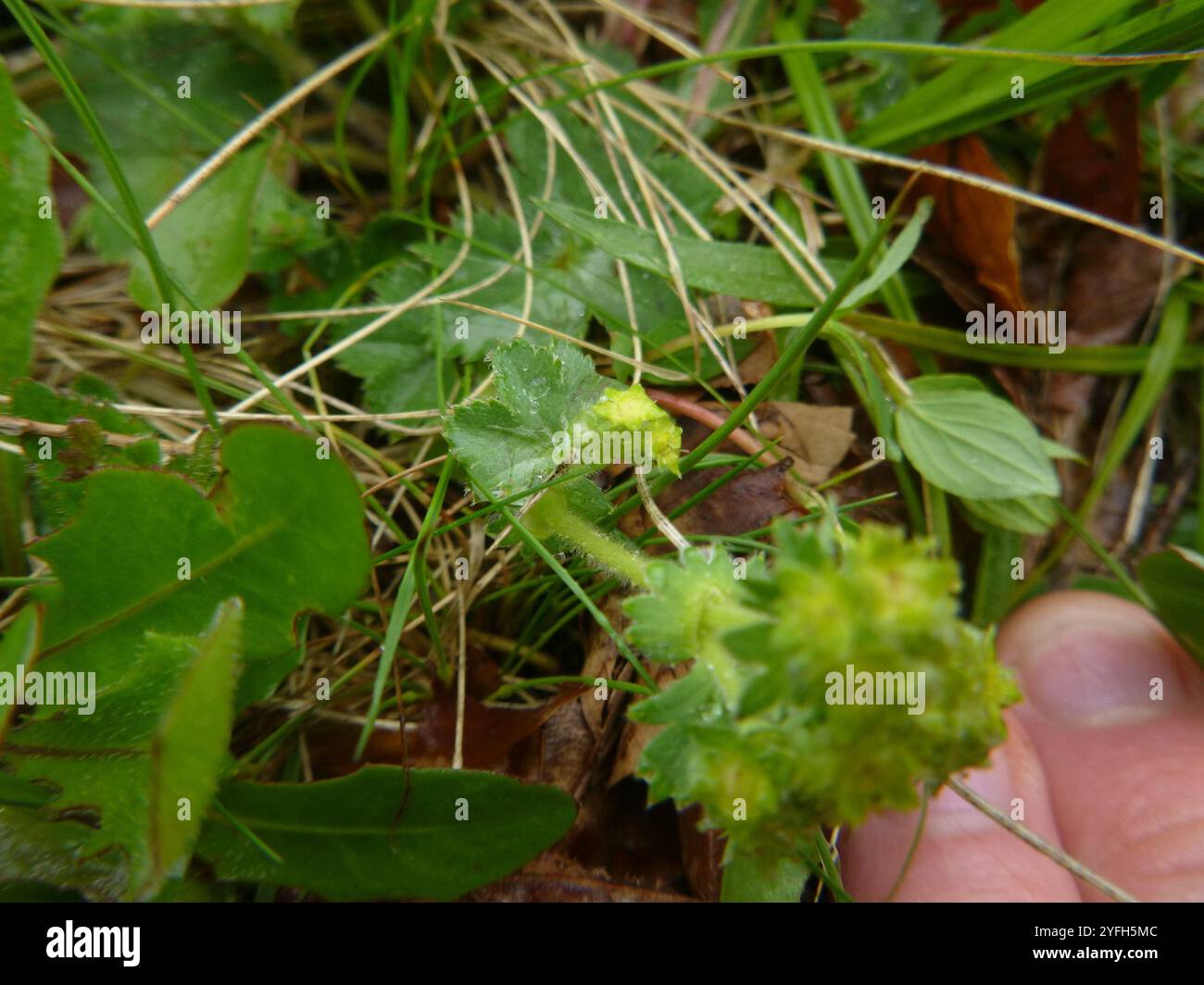 Silky Lady's-mantle (Alchemilla glaucescens Stock Photo - Alamy