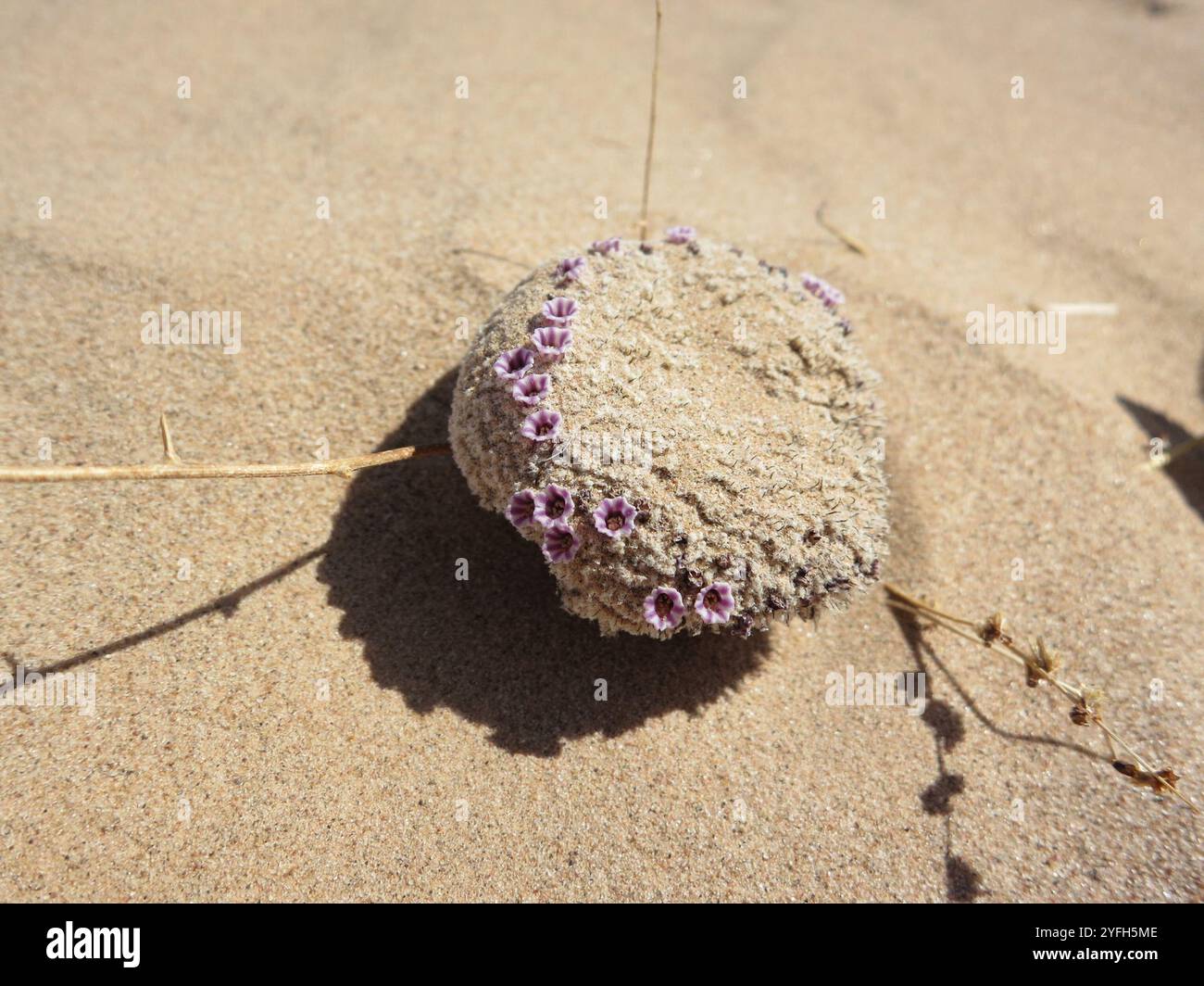 Sand Food (Pholisma sonorae Stock Photo - Alamy
