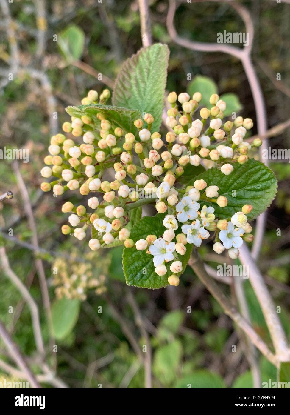 Wayfaring-tree (Viburnum lantana Stock Photo - Alamy