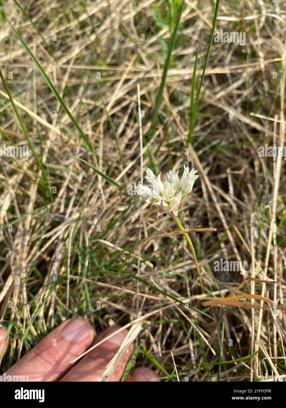 Textile onion (Allium textile Stock Photo - Alamy