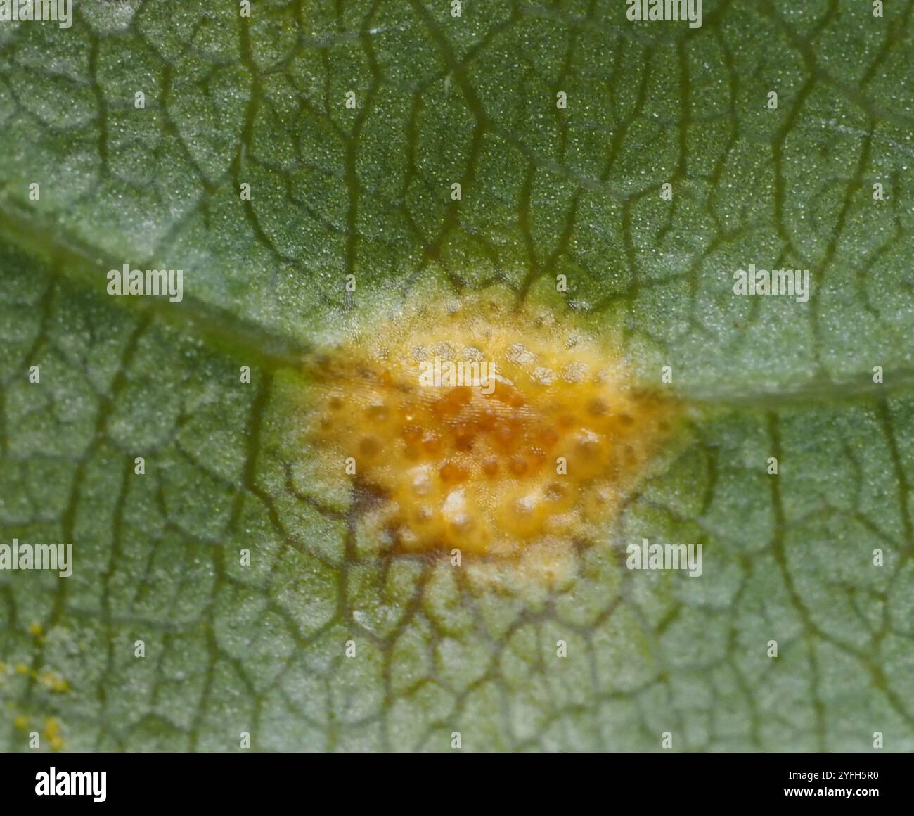 Crown Rust (Puccinia coronata Stock Photo - Alamy
