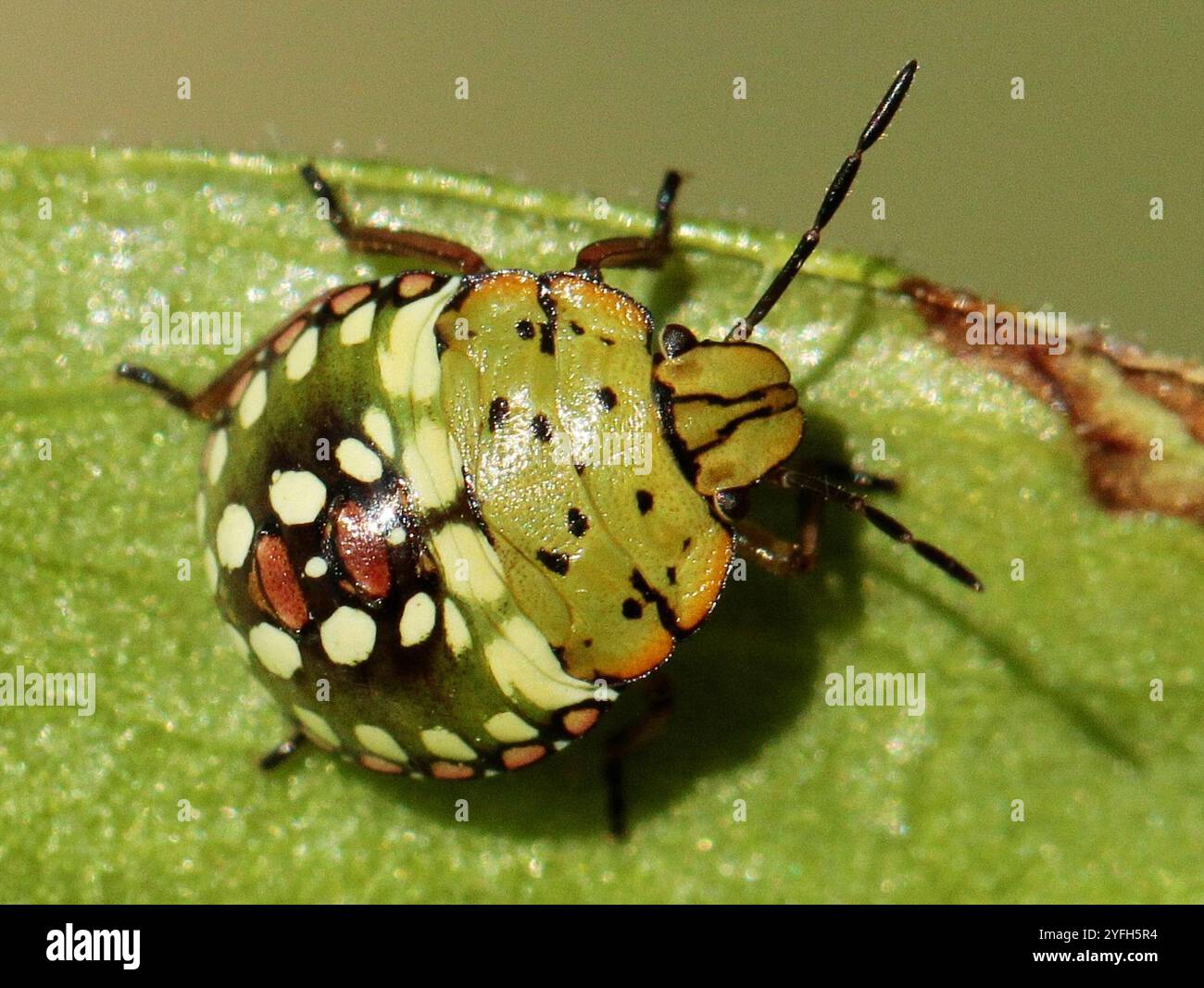 Southern Green Stink Bug (Nezara viridula Stock Photo - Alamy