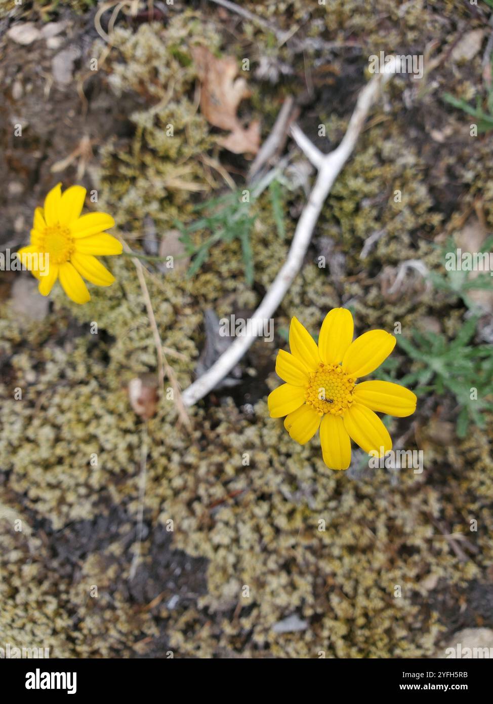 common woolly sunflower (Eriophyllum lanatum Stock Photo - Alamy
