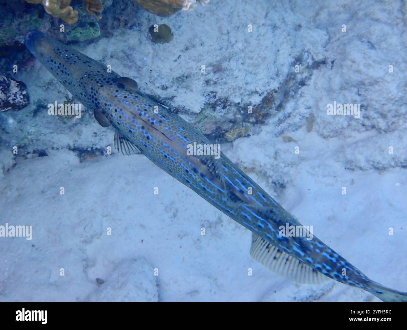 Scrawled Filefish (Aluterus scriptus Stock Photo - Alamy