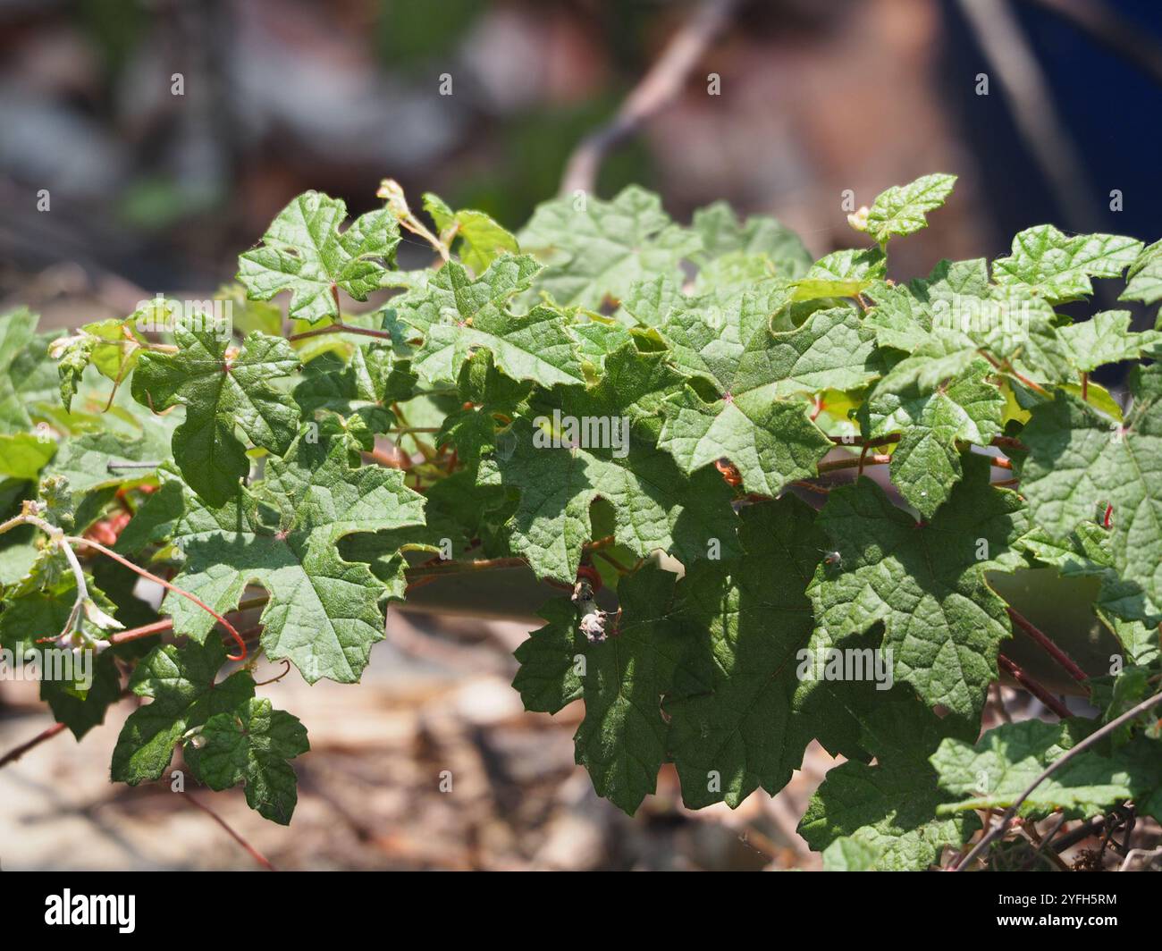 Taiwan Wild Grape (Vitis thunbergii Stock Photo - Alamy