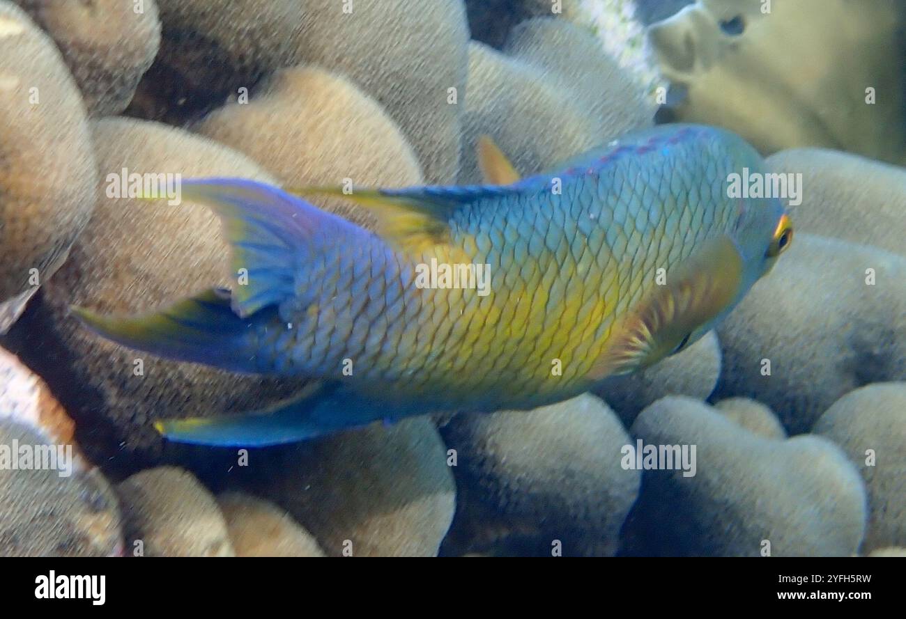 Spanish Hogfish (Bodianus rufus Stock Photo - Alamy
