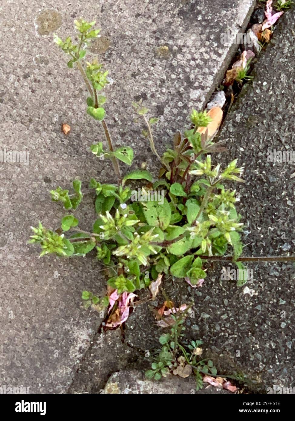 Sticky mouse-ear chickweed (Cerastium glomeratum Stock Photo - Alamy