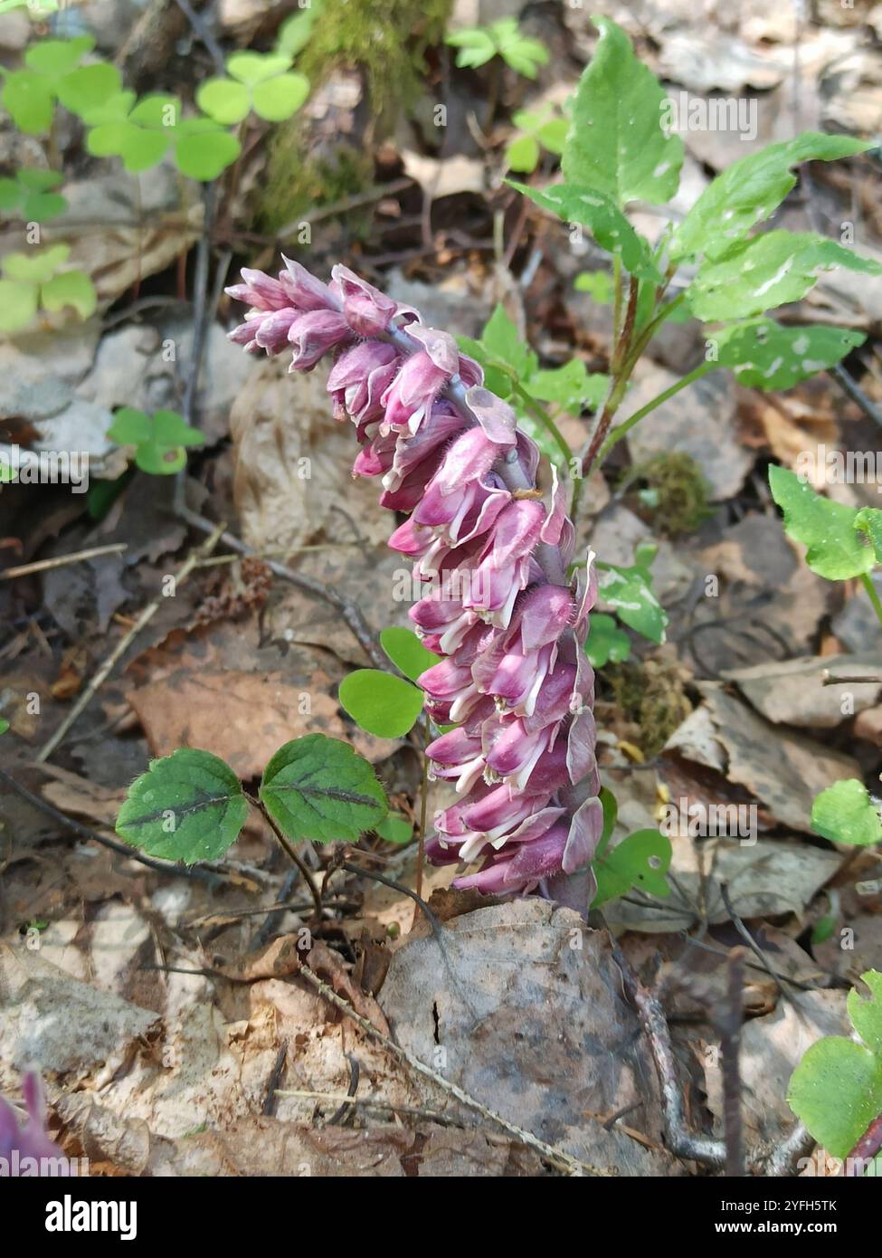 Common Toothwort (Lathraea squamaria Stock Photo - Alamy