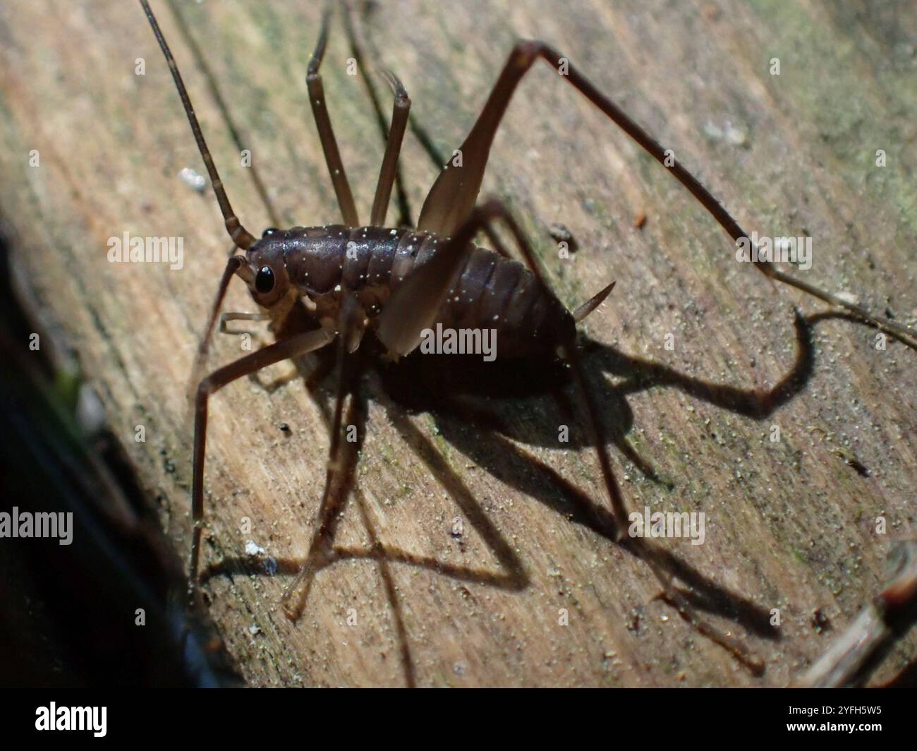 Square-legged Camel Cricket (Tropidischia xanthostoma Stock Photo - Alamy