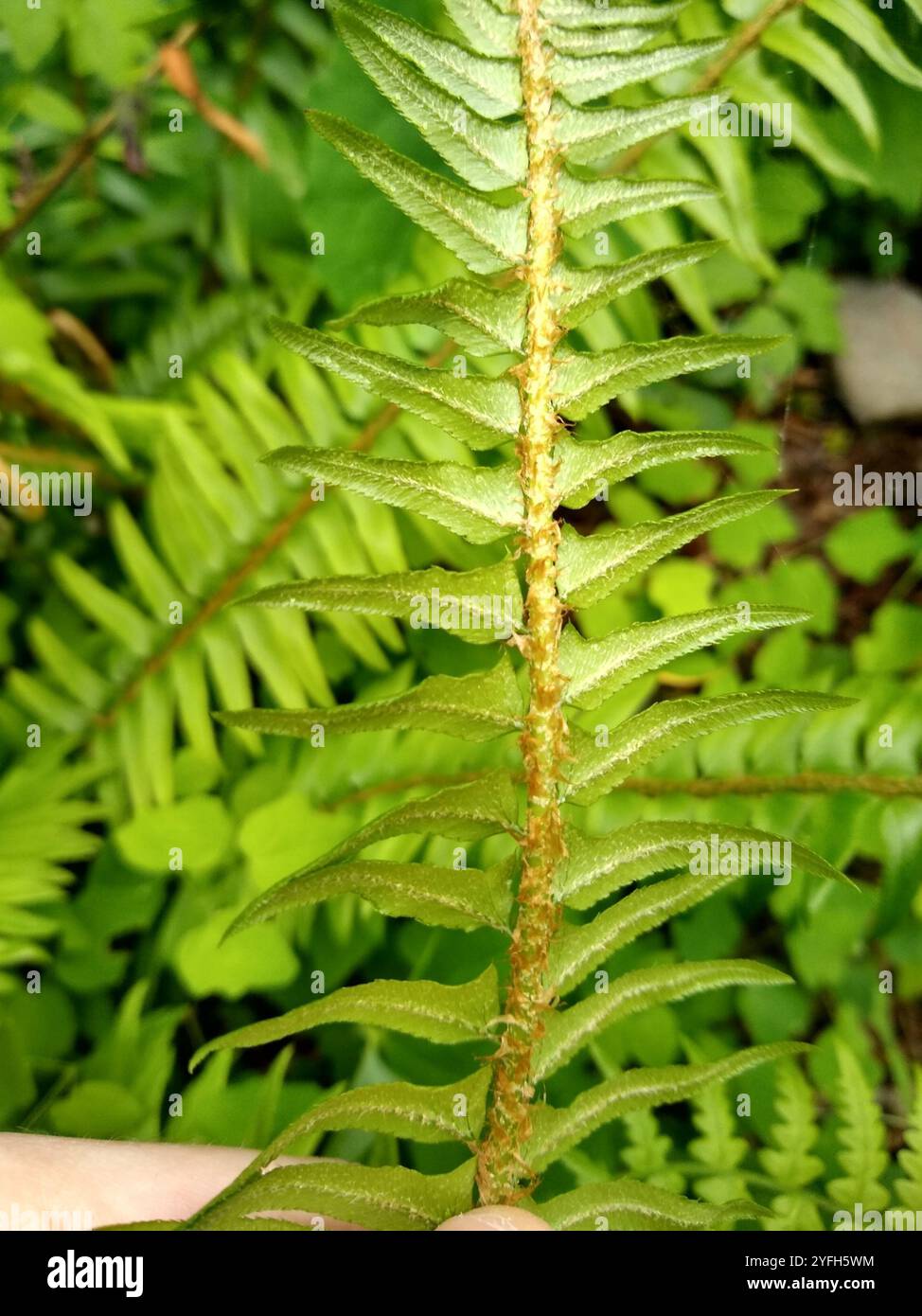 western sword fern (Polystichum munitum Stock Photo - Alamy
