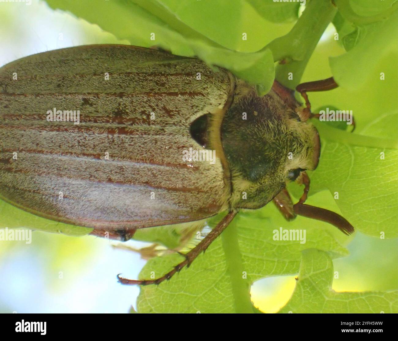 Common Cockchafer (Melolontha melolontha Stock Photo - Alamy