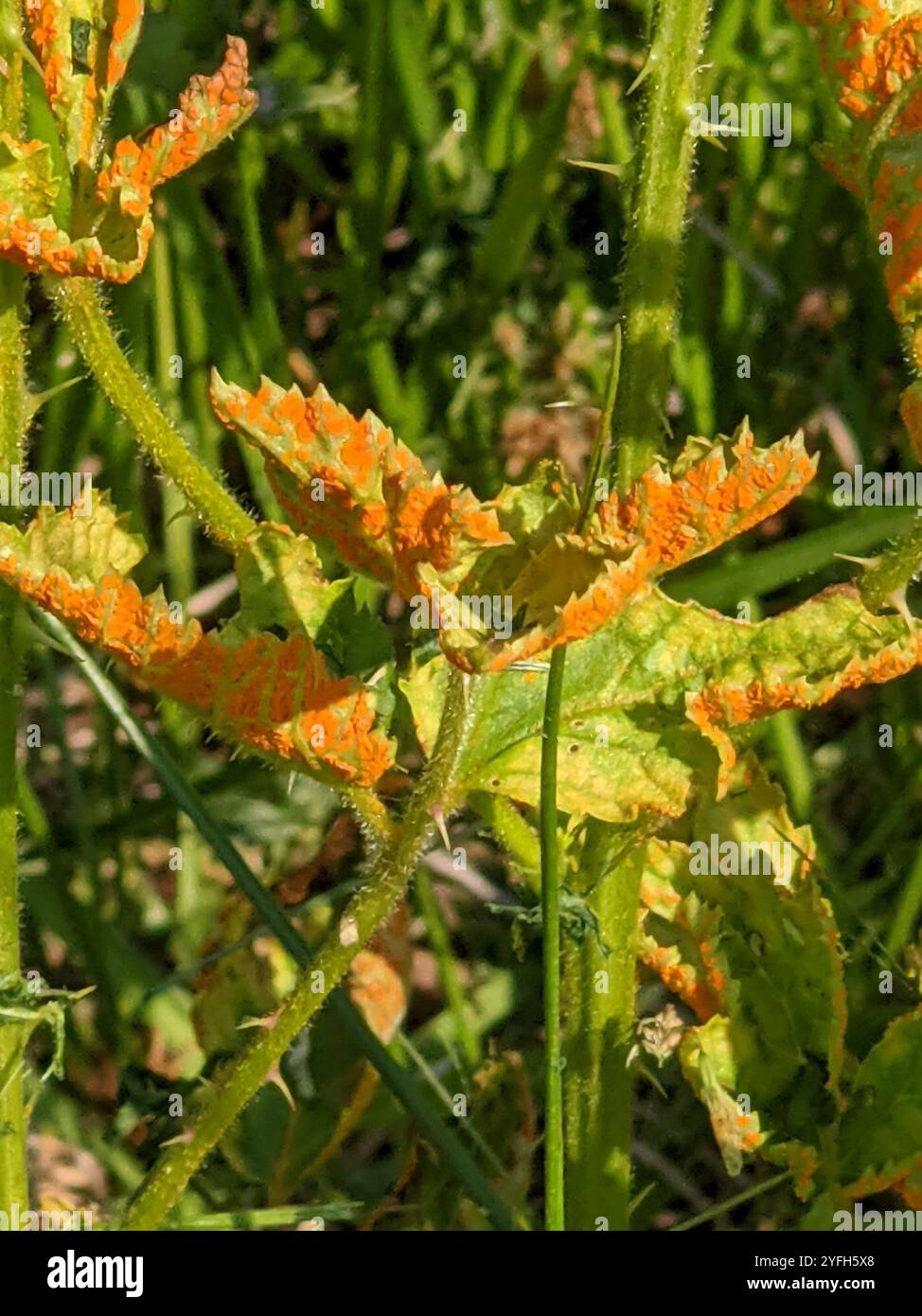 blackberry orange rust (Gymnoconia peckiana Stock Photo - Alamy