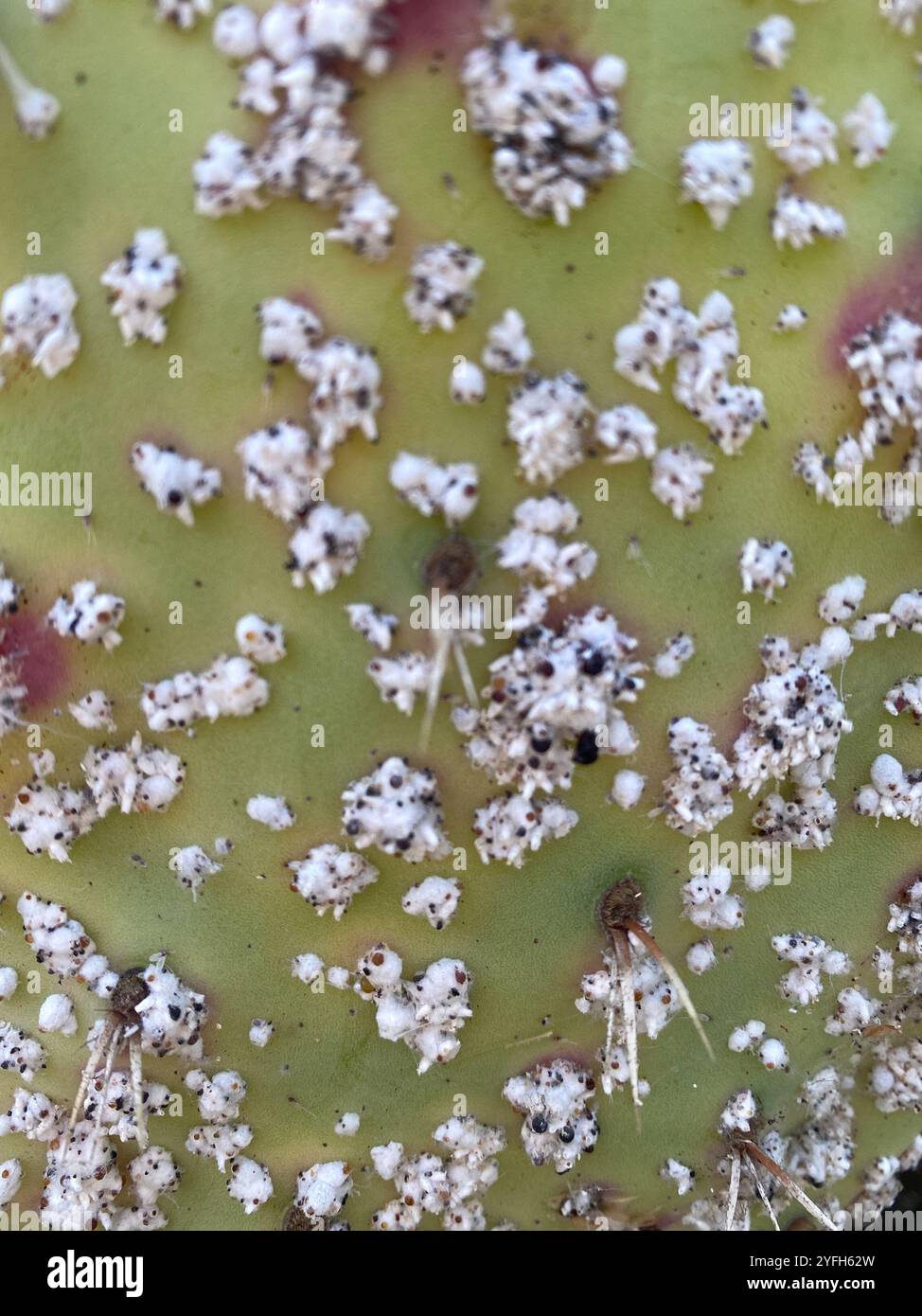 Cochineal Scale Bugs (Dactylopius Stock Photo - Alamy