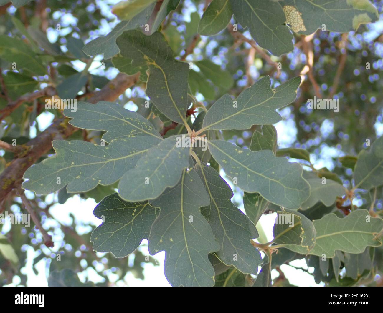 blue oak (Quercus douglasii Stock Photo - Alamy