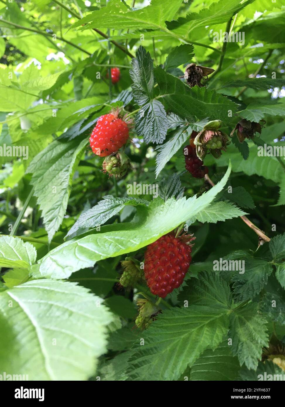 Salmonberry (Rubus spectabilis Stock Photo - Alamy