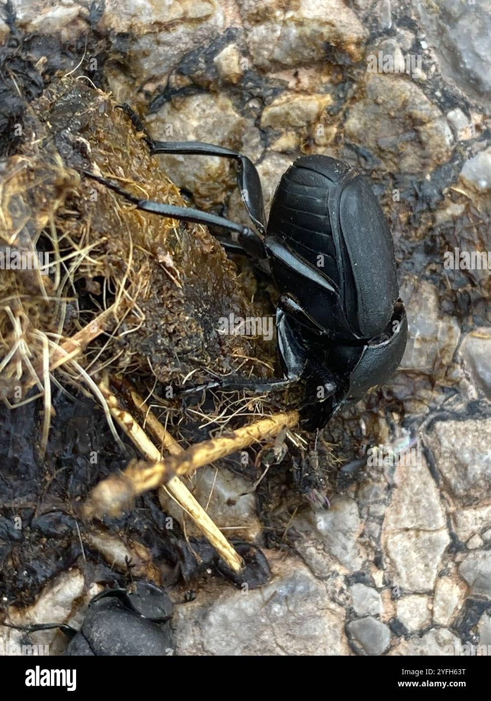 Dung Rollers (Canthon Stock Photo - Alamy