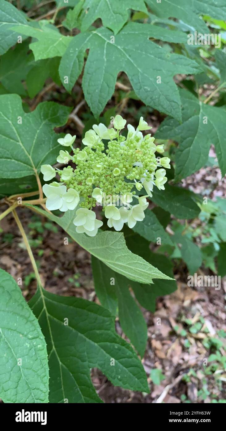 oakleaf hydrangea (Hydrangea quercifolia Stock Photo - Alamy