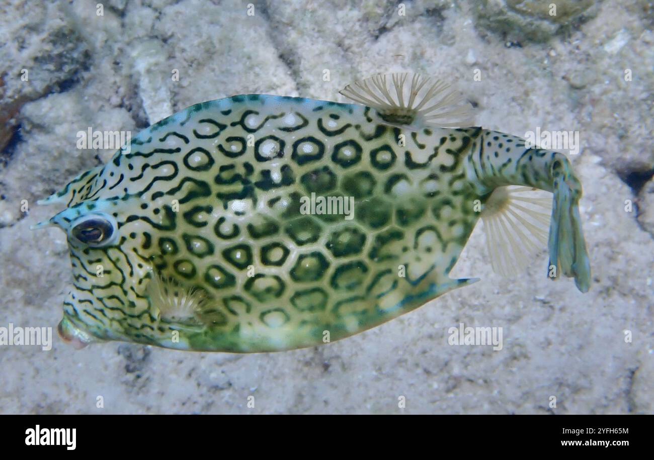 Honeycomb Cowfish (Acanthostracion polygonium Stock Photo - Alamy
