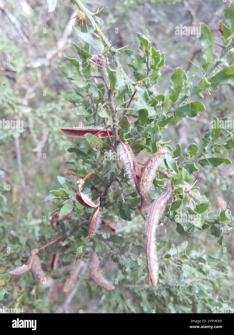 Kangaroo thorn (Acacia paradoxa Stock Photo - Alamy