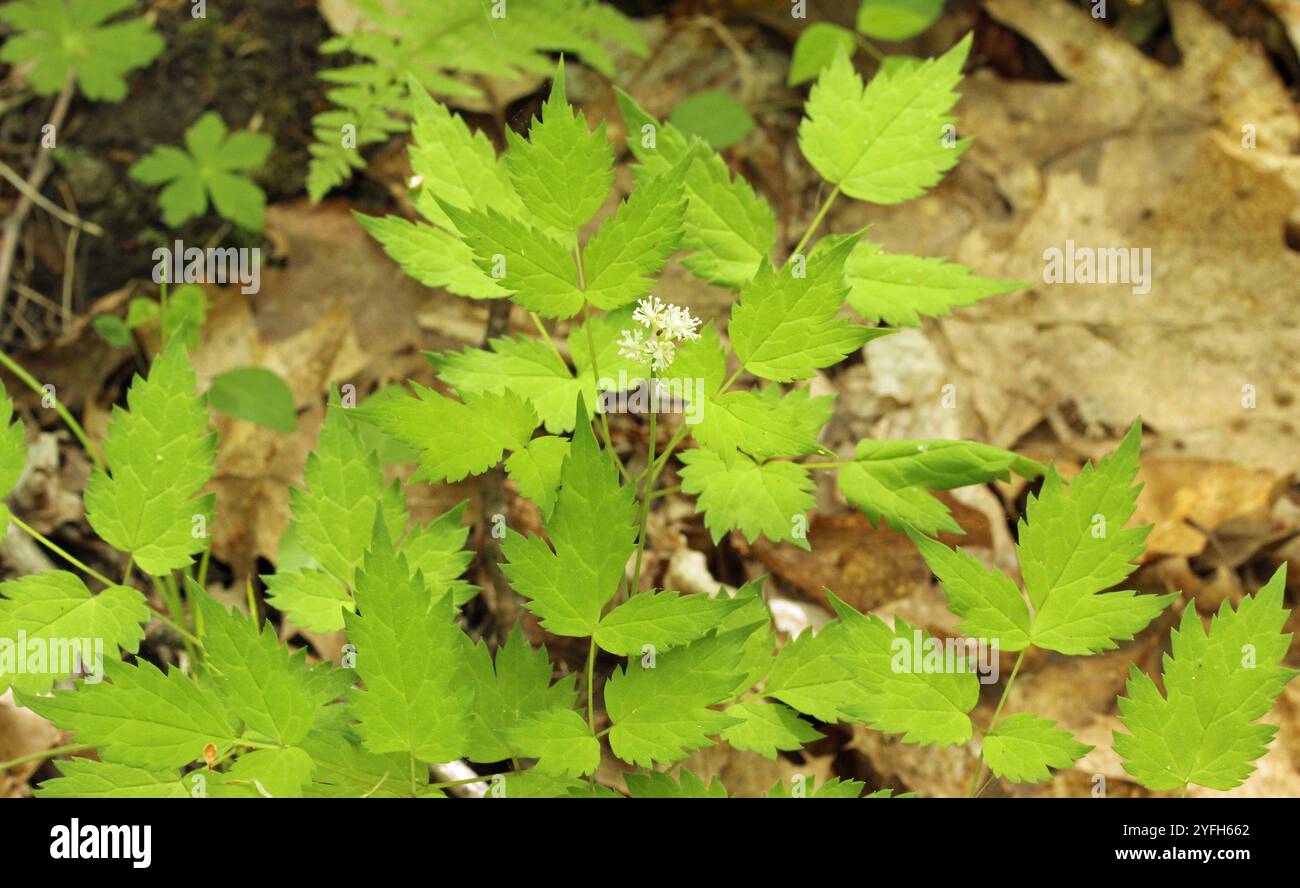 white baneberry (Actaea pachypoda Stock Photo - Alamy