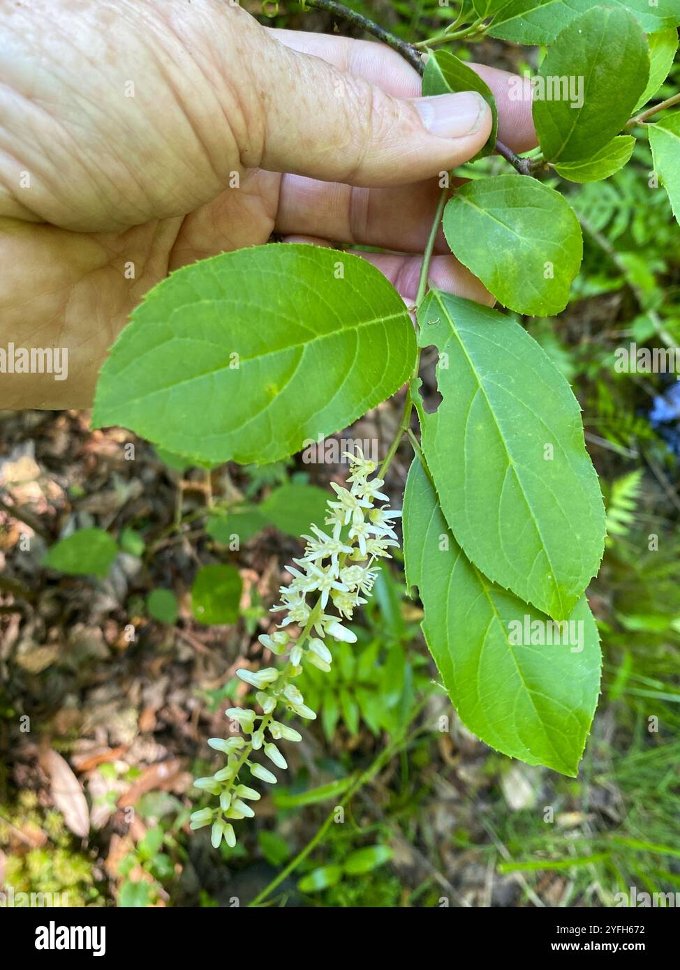 Virginia sweetspire (Itea virginica Stock Photo - Alamy