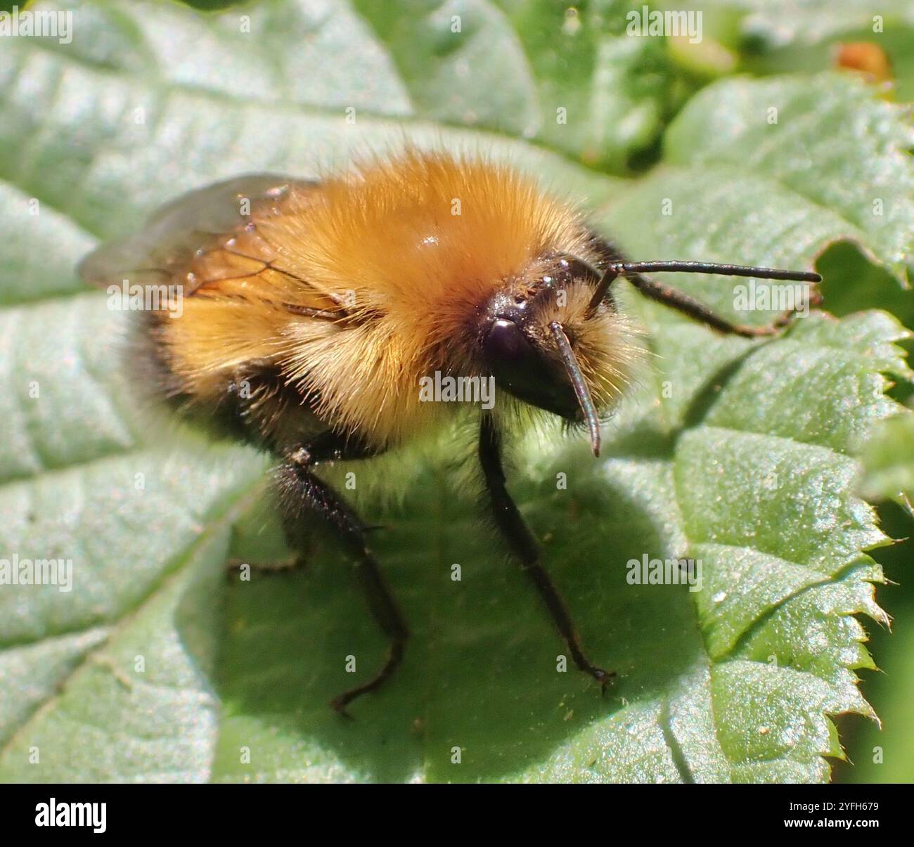 Tree Bumble Bee (Bombus hypnorum Stock Photo - Alamy