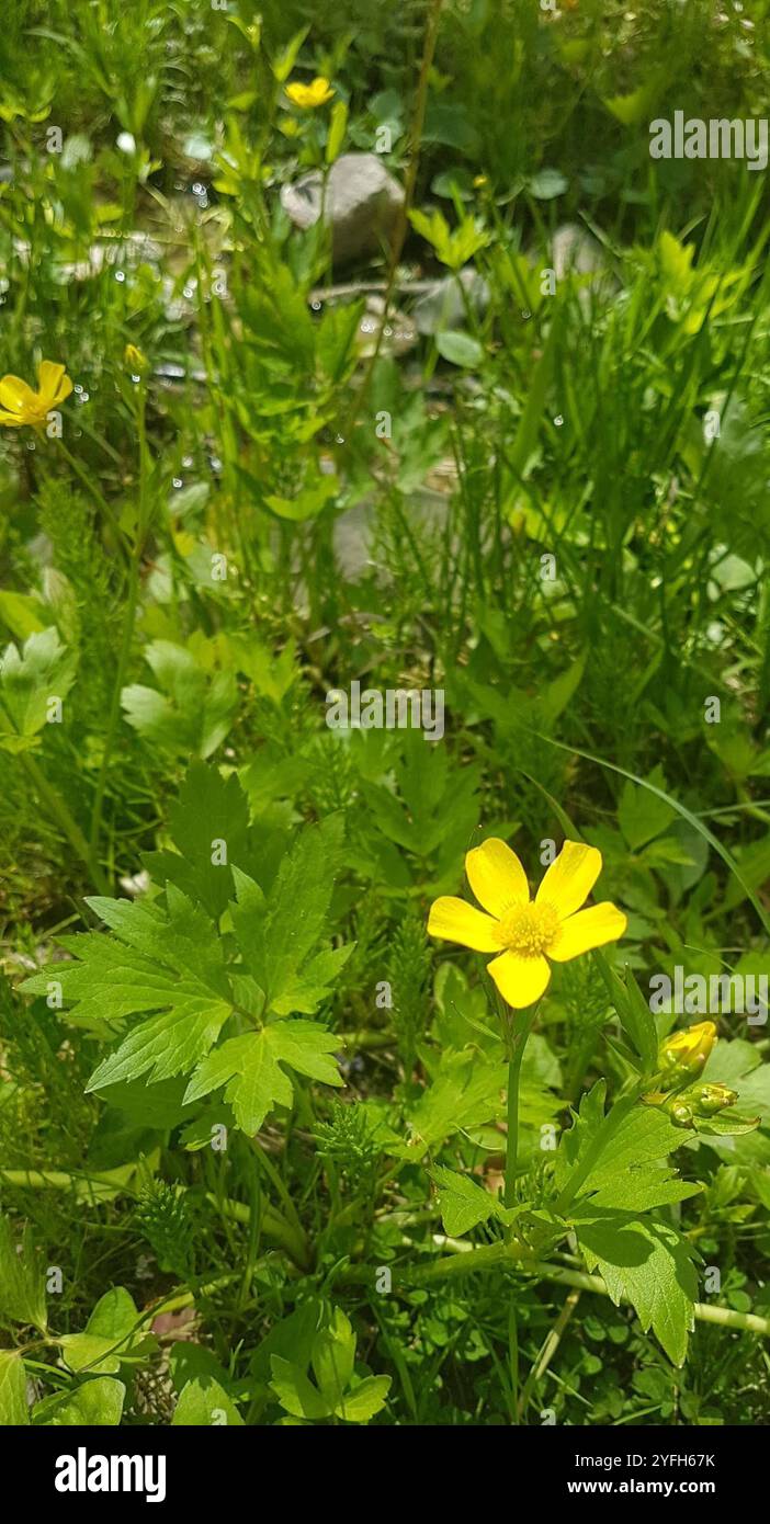 bristly buttercup (Ranunculus hispidus Stock Photo - Alamy