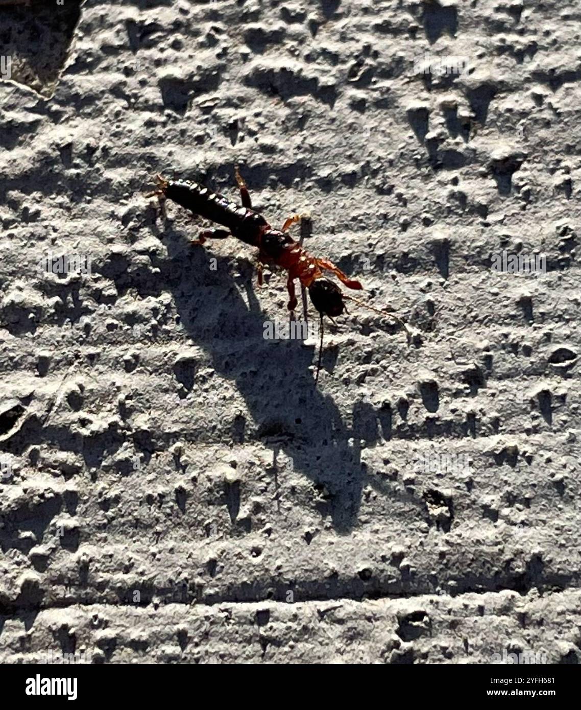 Embioptera hi-res stock photography and images - Alamy