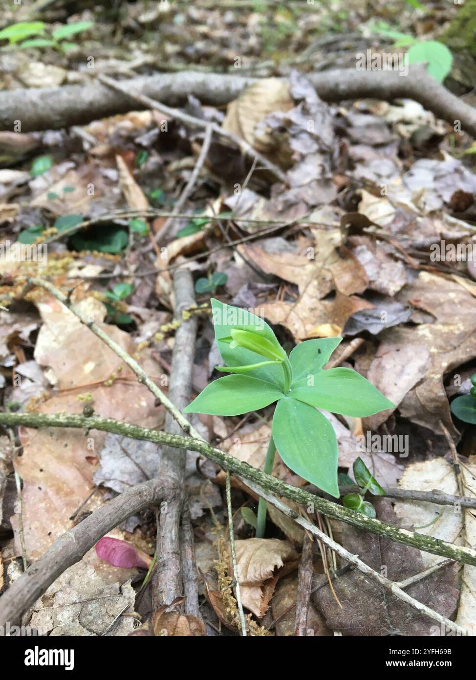 Small Whorled Pogonia (Isotria medeoloides Stock Photo - Alamy
