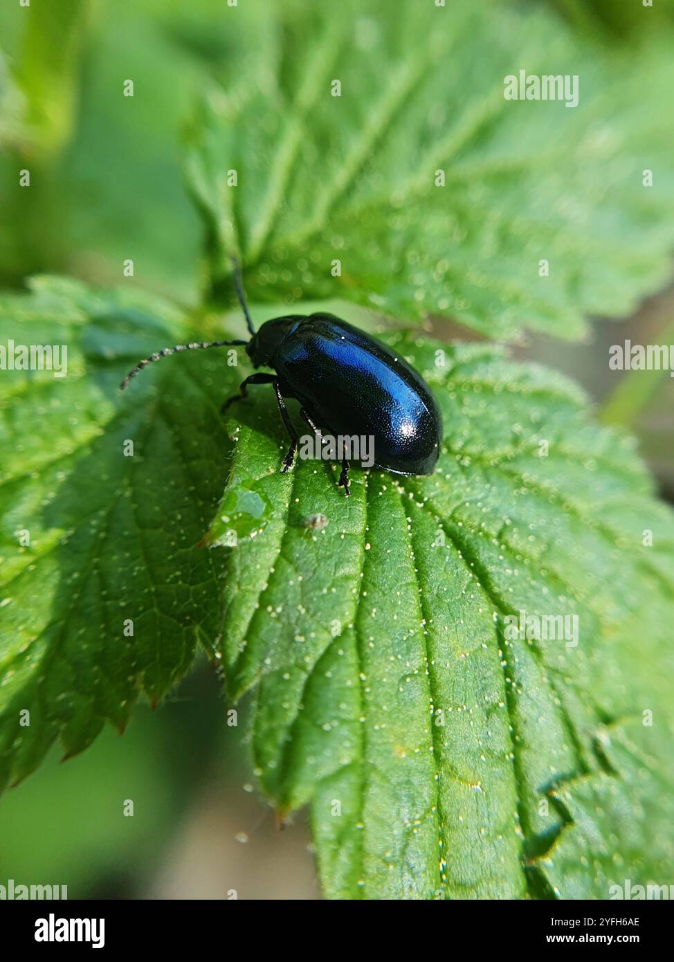Alder Leaf Beetle (Agelastica alni Stock Photo - Alamy