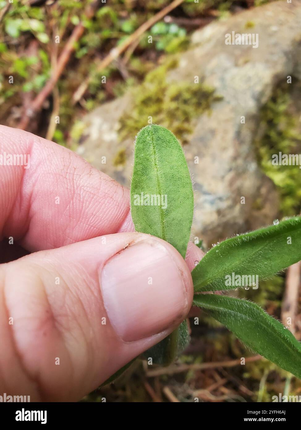 Broadleaf Lupine (Lupinus latifolius Stock Photo - Alamy