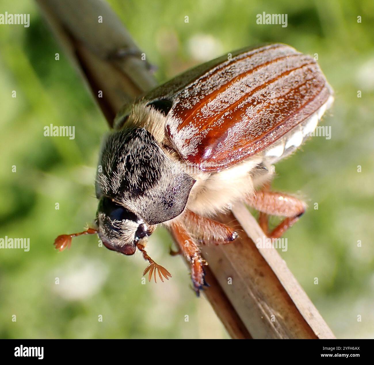 Common Cockchafer (Melolontha melolontha Stock Photo - Alamy