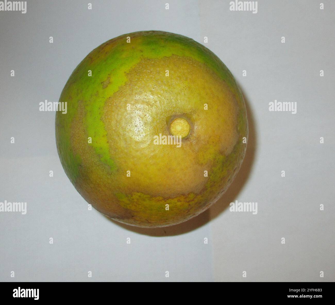 Rust mite hi-res stock photography and images - Alamy