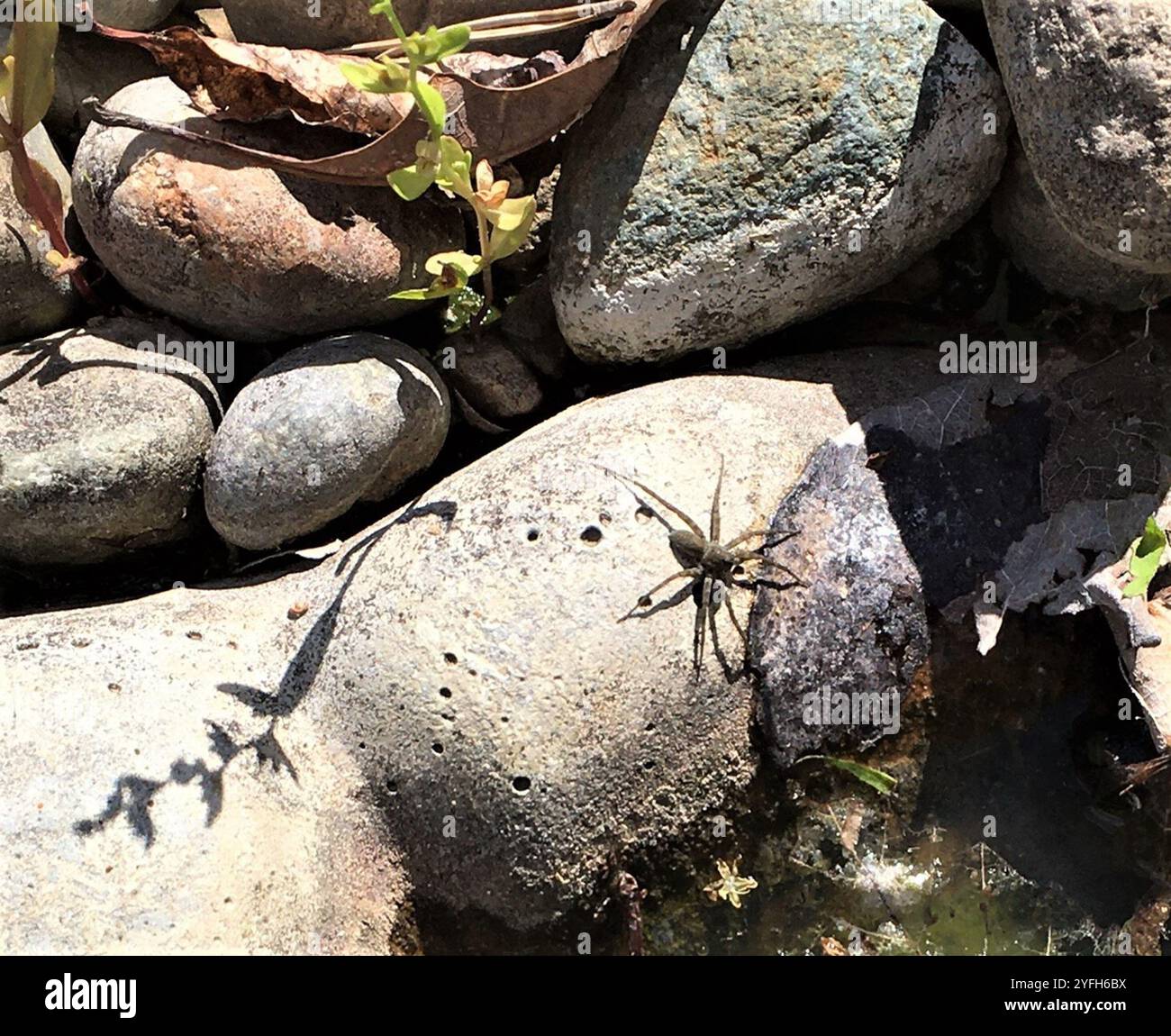 Stone Spider (Pardosa lapidicina Stock Photo - Alamy