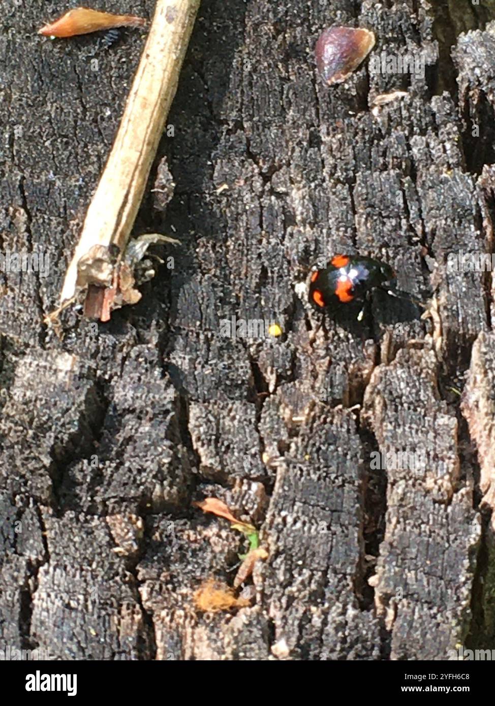 Orange-spotted Scaphidium (Scaphidium quadrimaculatum Stock Photo - Alamy