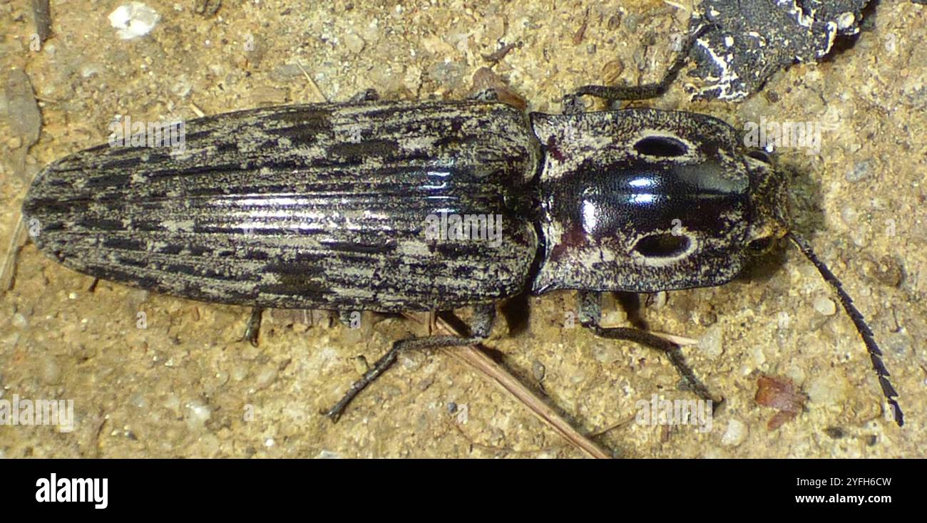 Small-eyed Click Beetle (Alaus myops Stock Photo - Alamy