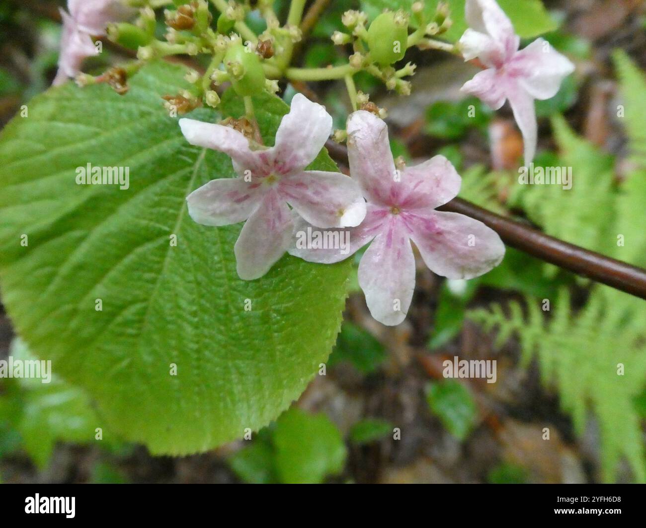 hobblebush (Viburnum lantanoides Stock Photo - Alamy