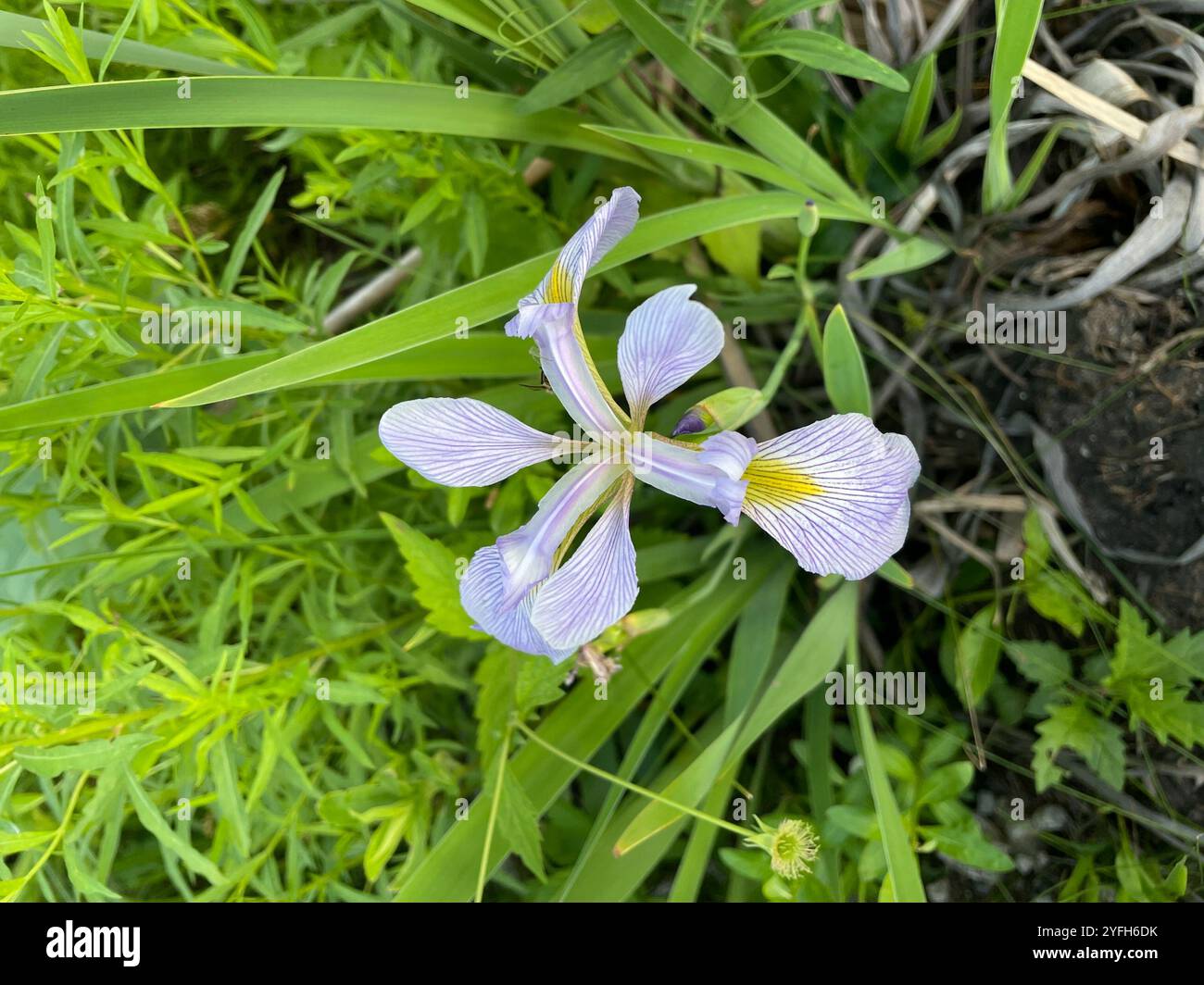 southern blue flag (Iris virginica Stock Photo - Alamy