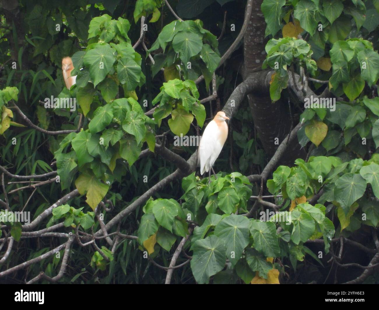 Eastern Cattle Egret (Bubulcus coromandus Stock Photo - Alamy
