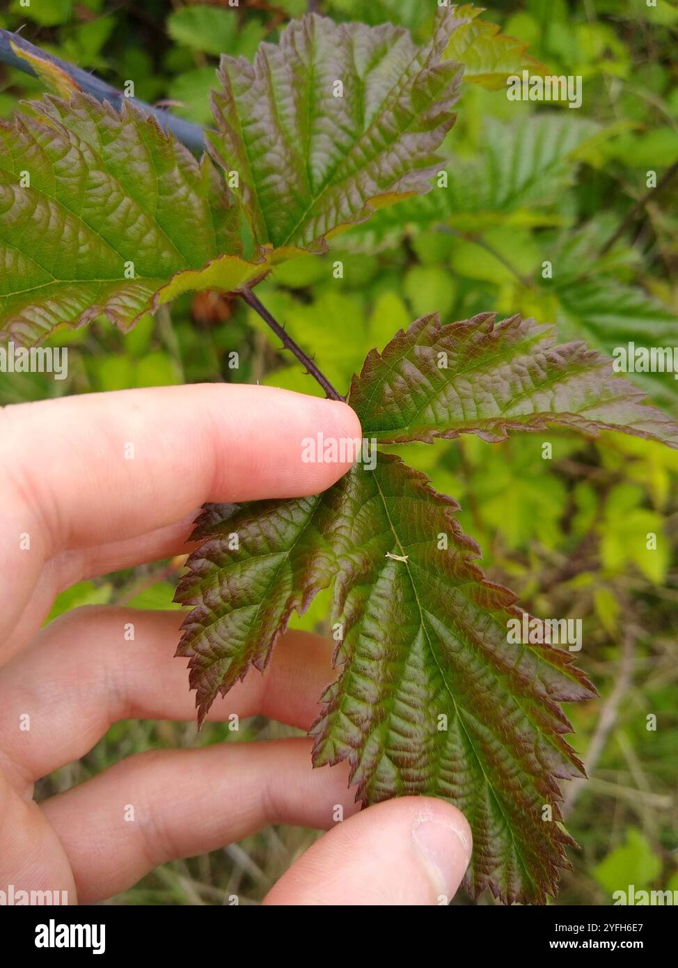 whitebark raspberry (Rubus leucodermis Stock Photo - Alamy