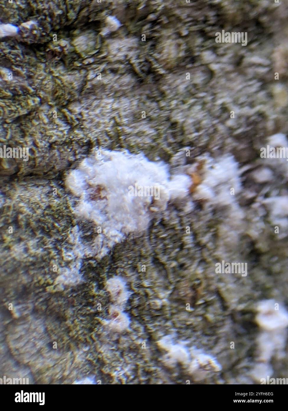 Beech Scale (Cryptococcus fagisuga Stock Photo - Alamy