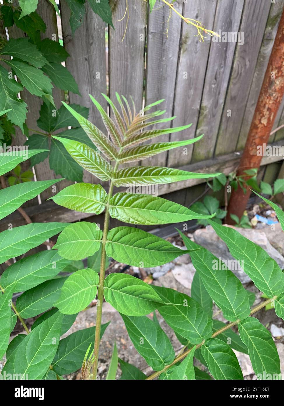 tree-of-heaven (Ailanthus altissima Stock Photo - Alamy