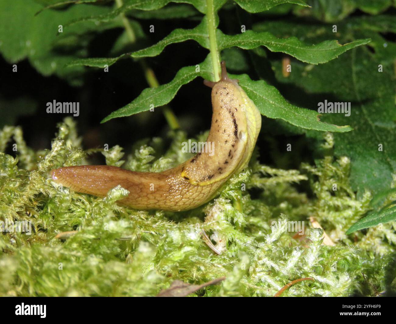 Yellow-bordered Taildropper (Prophysaon foliolatum Stock Photo - Alamy