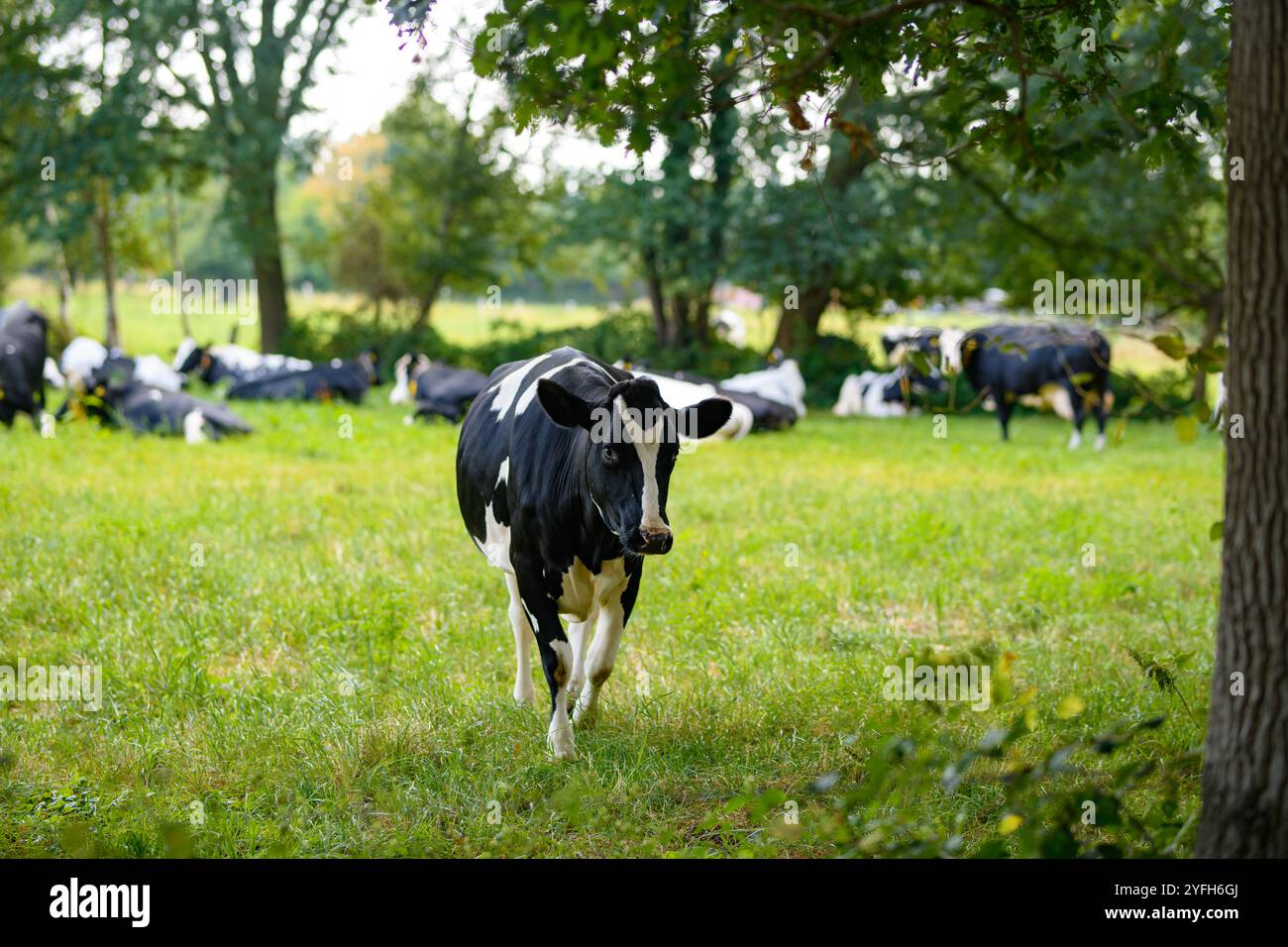 Cow gazing on green field. Countryside farm with cow. Mature cow at ...