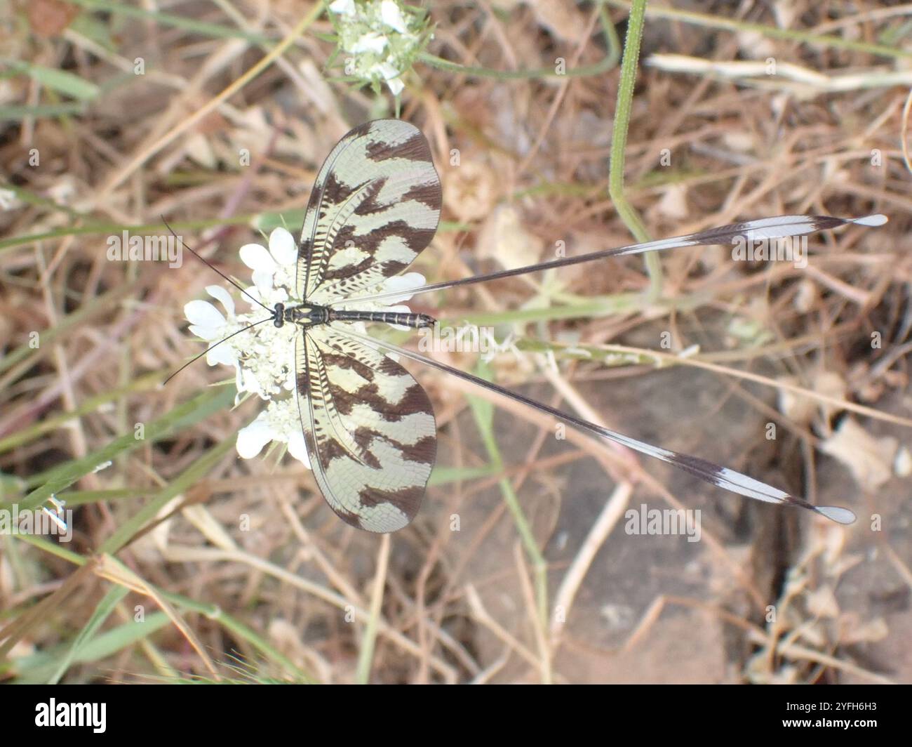 Sinuated Spoonwing (Nemoptera sinuata Stock Photo - Alamy