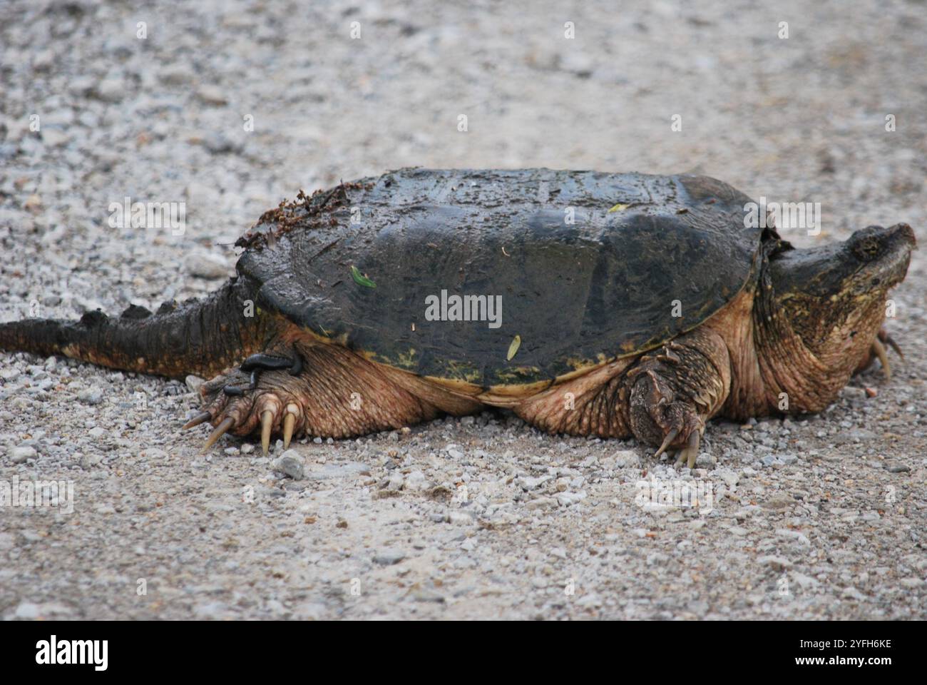 Common Snapping Turtle (Chelydra serpentina Stock Photo - Alamy