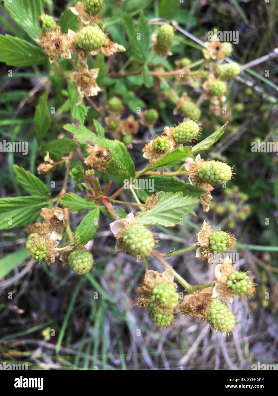 Common Dewberry (Rubus flagellaris Stock Photo - Alamy