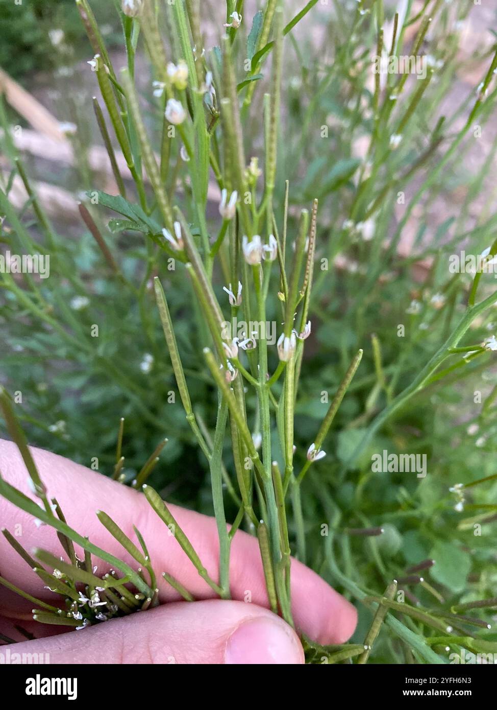 hairy bittercress (Cardamine hirsuta Stock Photo - Alamy